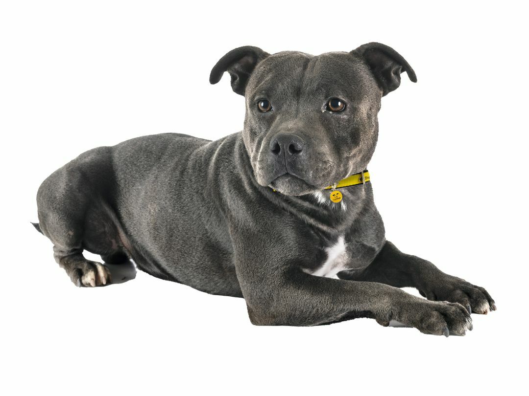 Blue Eye Staffy Puppies For Sale In Perth