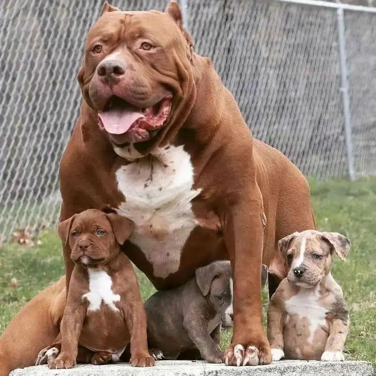 XL & XXL American Bully & Pitbull Puppies for sale in Queensland , Best ...