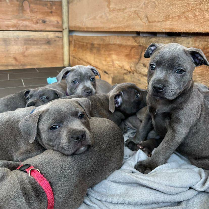 Staffordshire Bull Terrier Puppies For Sale In Western Australia