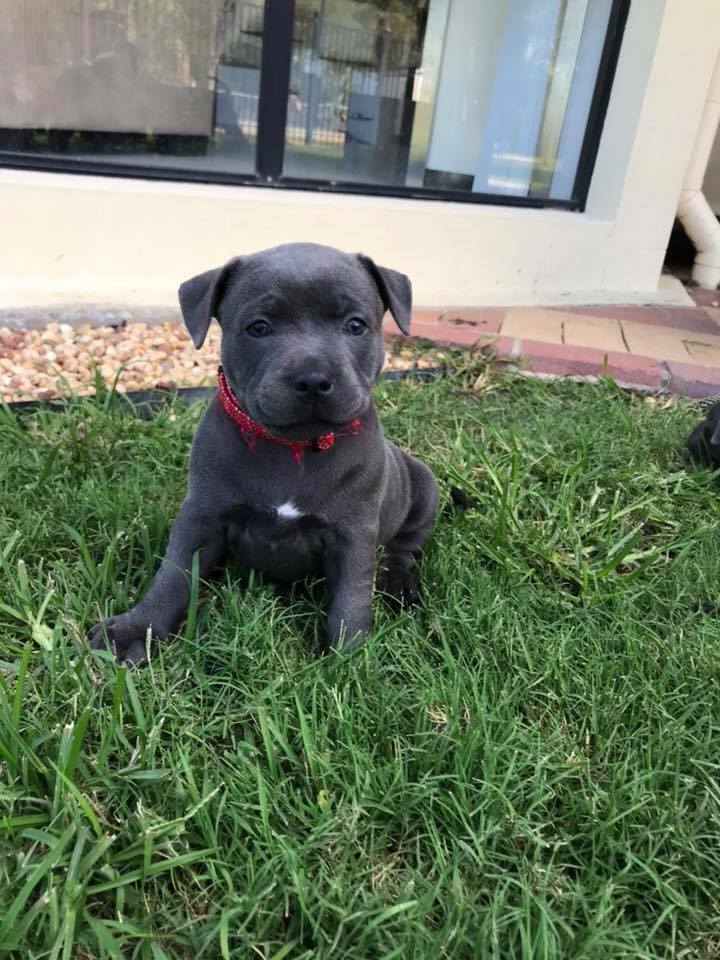 English Staffordshire Bull Terrier Breeders