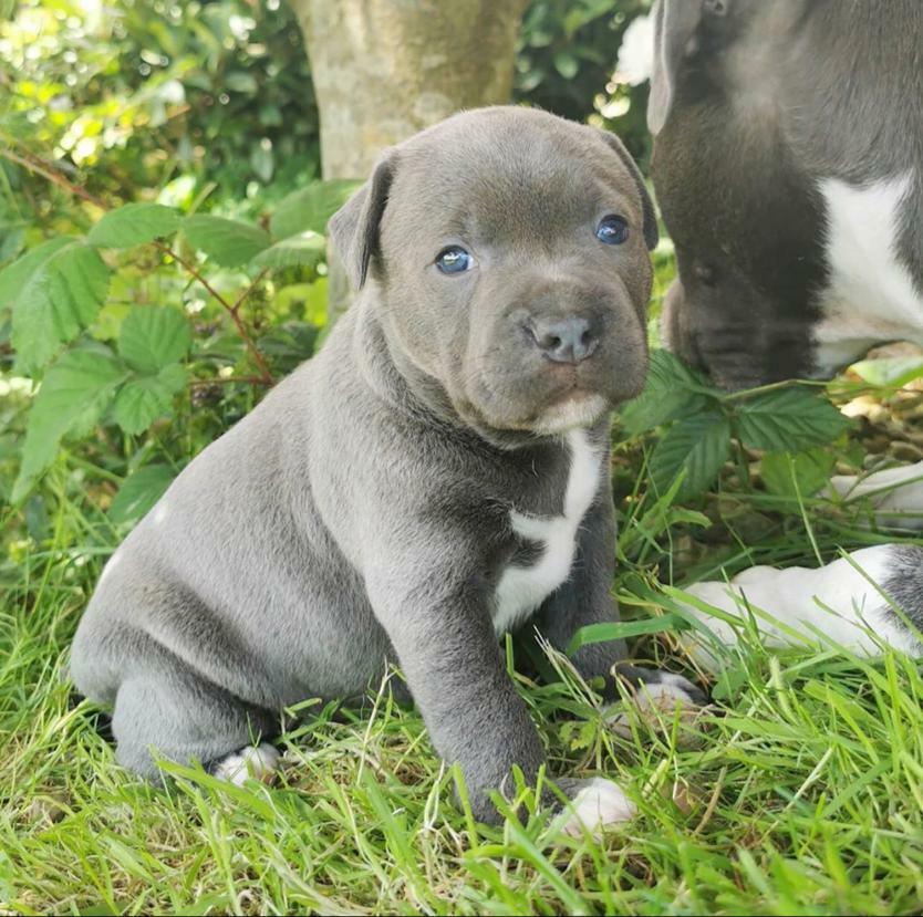 English Staffordshire Bull Terrier Breeders