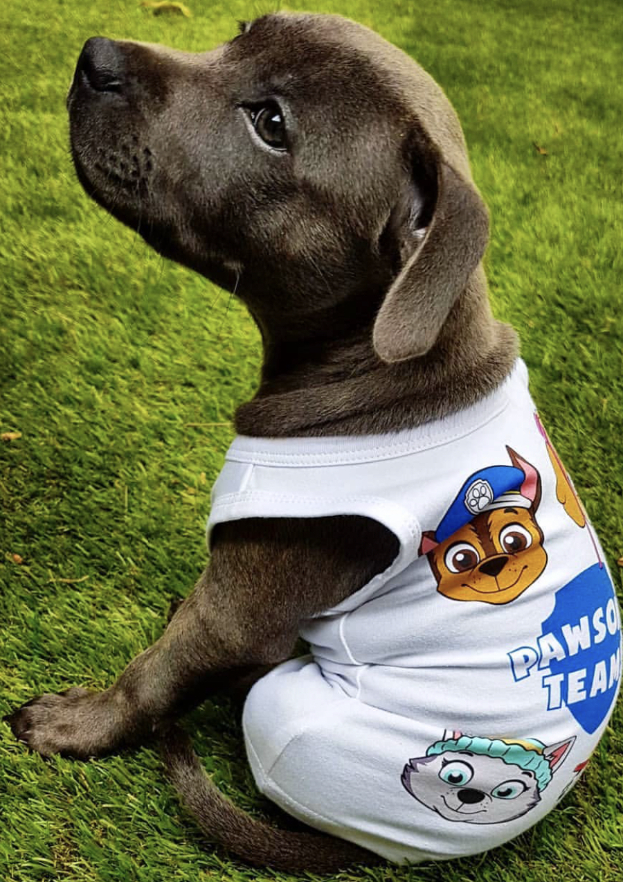 Available Staffy Pups